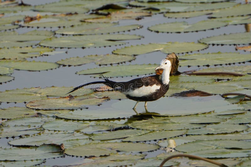 Bird on the lotus leaf stock photo. Image of grass, lotus - 287714288