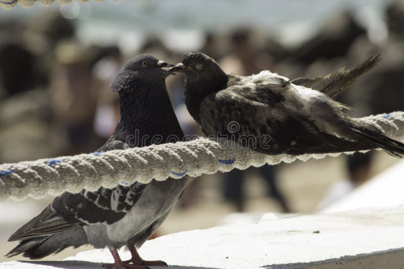 Bird love stock image. Image of pigeons, love, tenderness - 97857101