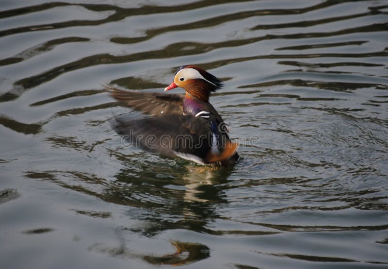 Bird stock photo. Image of lovely, swim, wings, water - 52183982 Bird stock photo. Image of lovely, swim, wings, water - 52183982