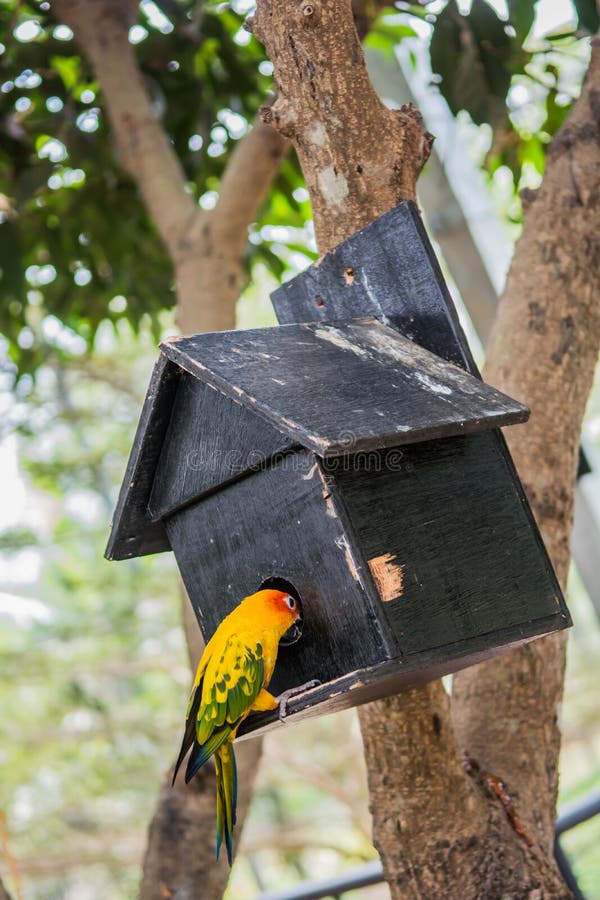 Popinjay bird stock photo. Image of beak, multicoloured - 16146956
