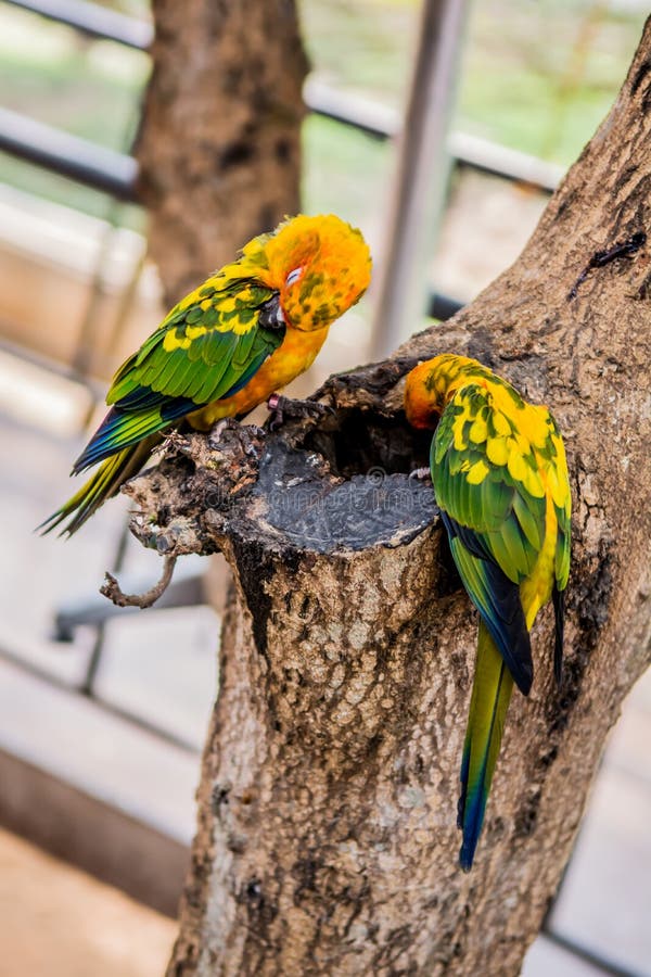 520 Popinjay Bird Stock Photos - Free & Royalty-Free Stock Photos from ...