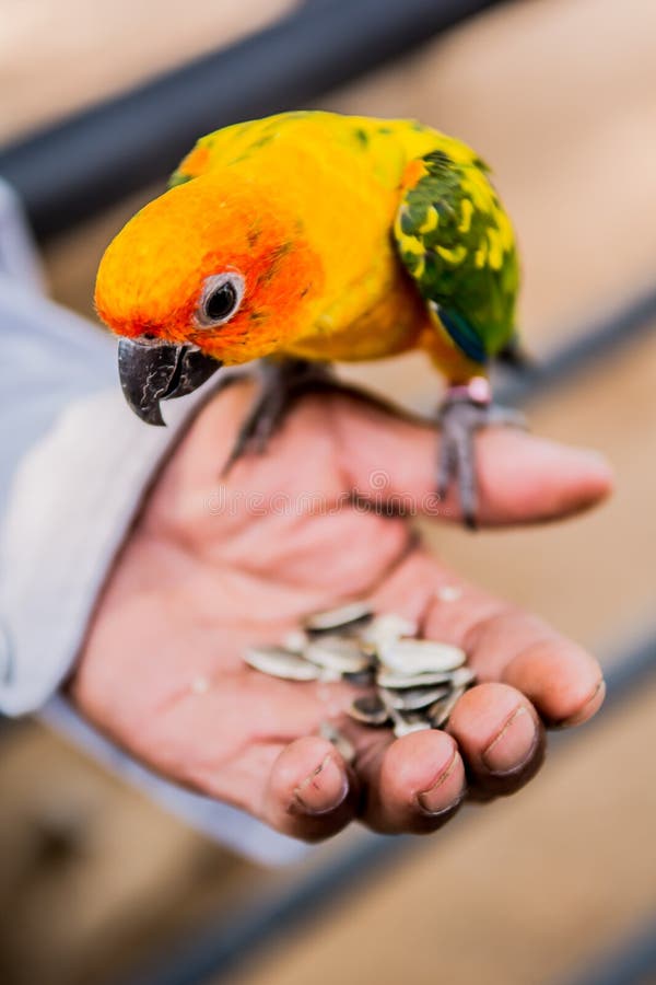 520 Popinjay Bird Stock Photos - Free & Royalty-Free Stock Photos from ...