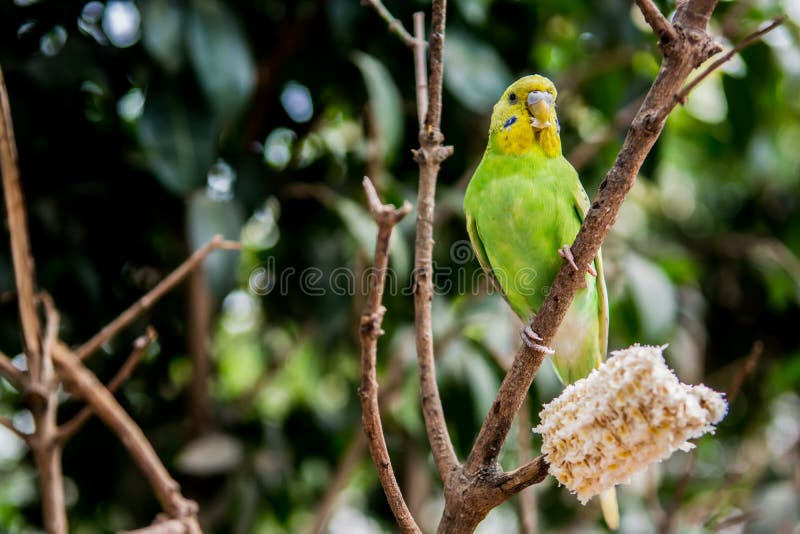 520 Popinjay Bird Stock Photos - Free & Royalty-Free Stock Photos from ...