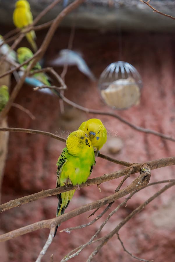 520 Popinjay Bird Stock Photos - Free & Royalty-Free Stock Photos from ...