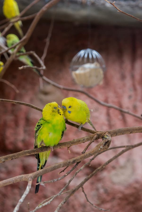 520 Popinjay Bird Stock Photos - Free & Royalty-Free Stock Photos from ...