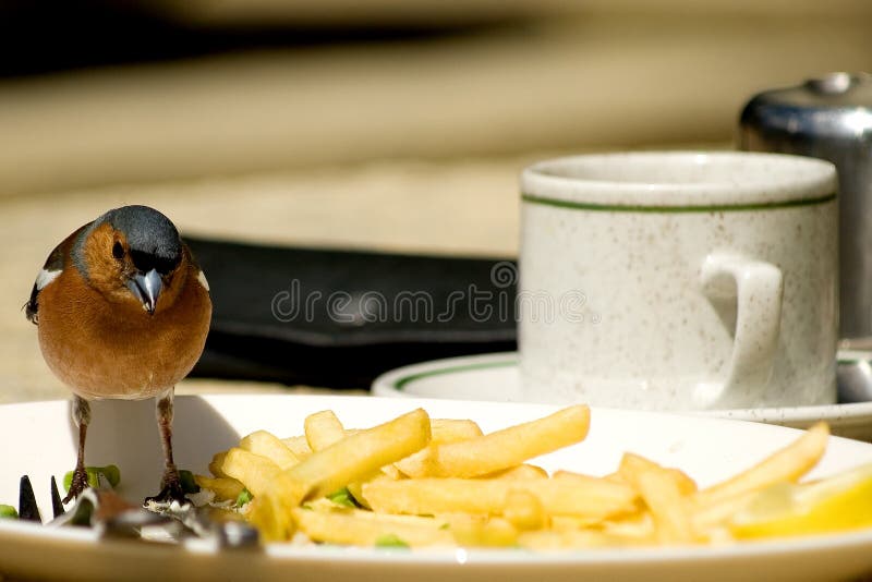 Bird Lunch Picture. Image: 4886385
