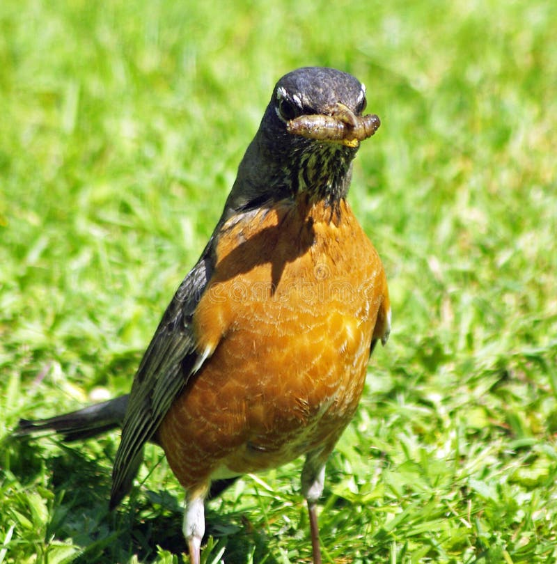 Bird munchies stock photo. Image of natural, grub, birds - 54081372