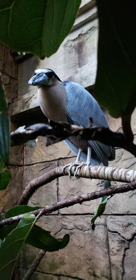 Bird Lurking Behind Tree Jungle Stock Photo - Image of tree, jungle ...