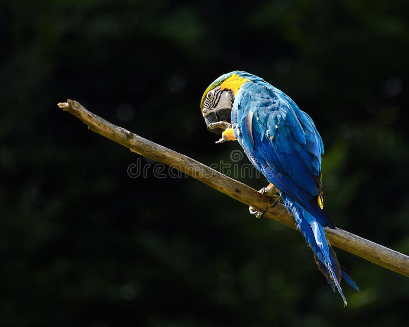 Bird, Macaw, Parrot, Beak Picture. Image: 114297317