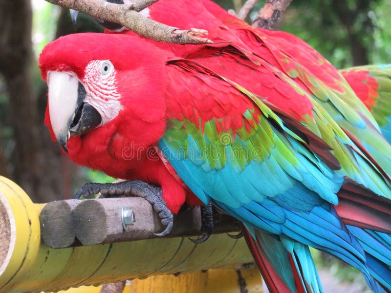 Bird, Macaw, Parrot, Vertebrate Picture. Image: 116611755