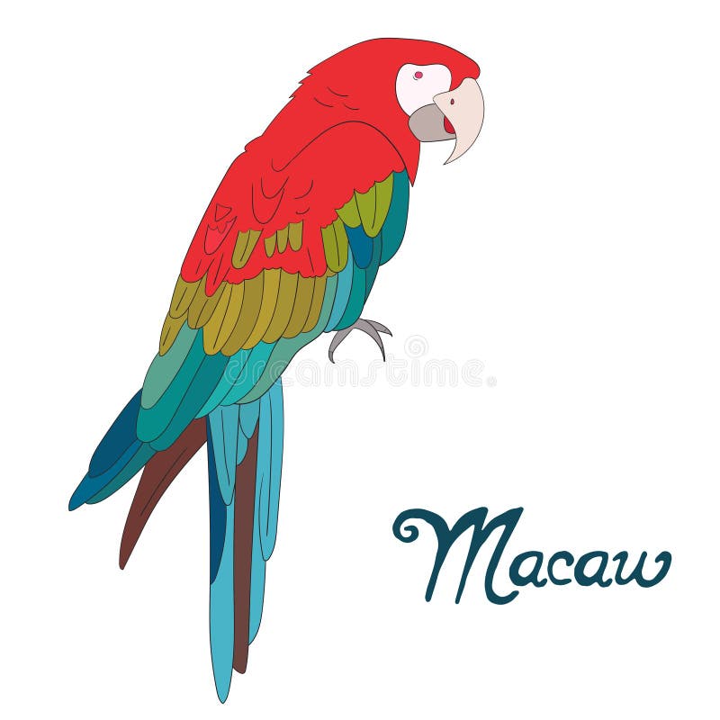 Bird Macaw Vector Illustration Stock Vector - Illustration of children ...