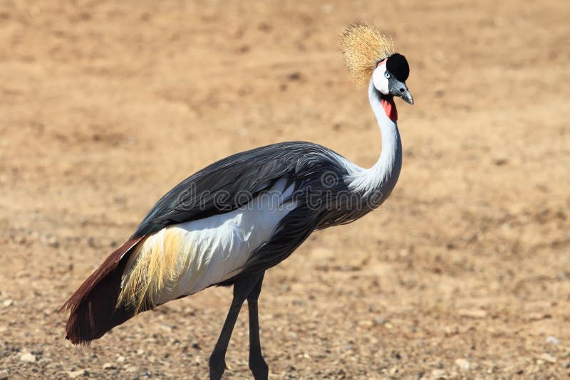 The Bird with Magnificent Plumage Stock Photo - Image of aviv, feather ...