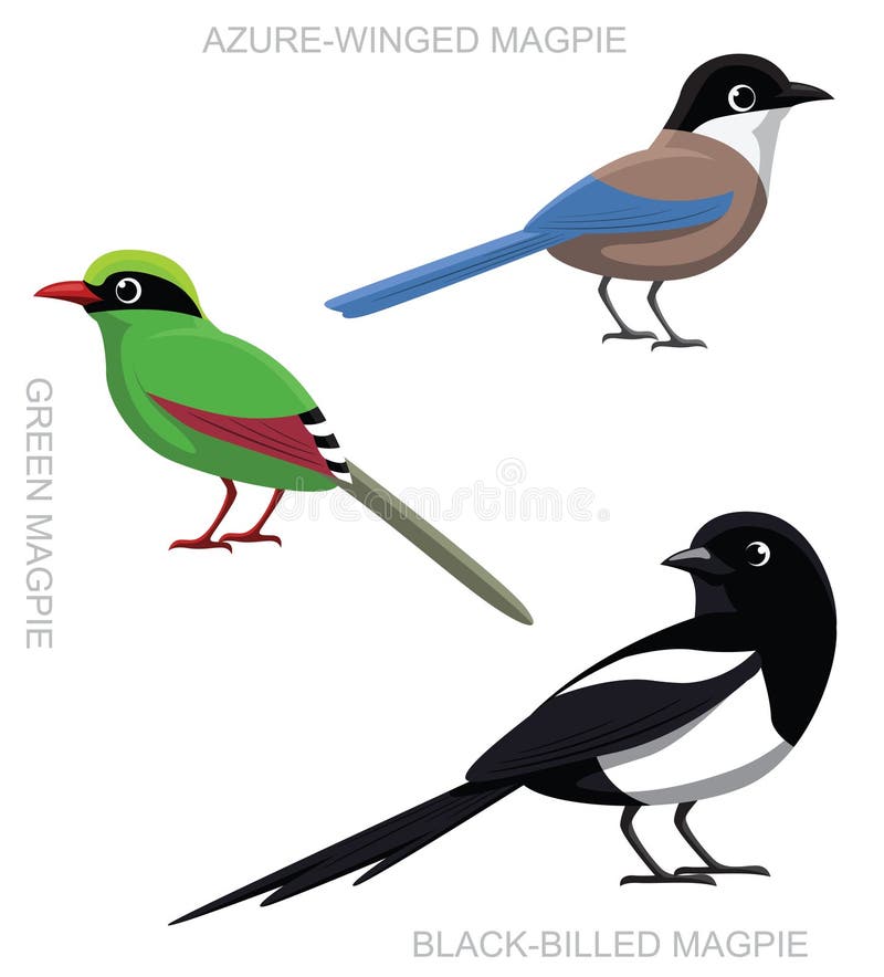 Azure Winged Magpie Bird Concept Icon Set and Modern Brand Identity ...