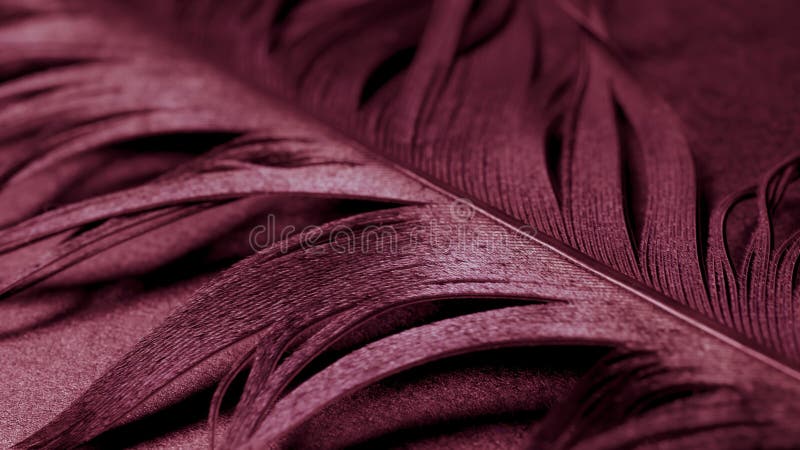 Bird Magpies Feather, Background or Texture Stock Image - Image of ...