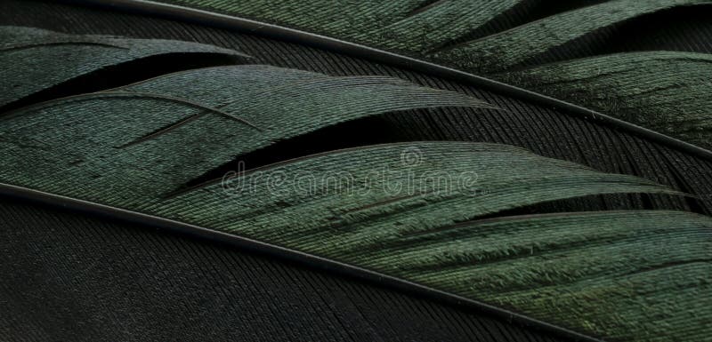 Bird Magpies Feather, Green Background Stock Photo - Image of wing ...