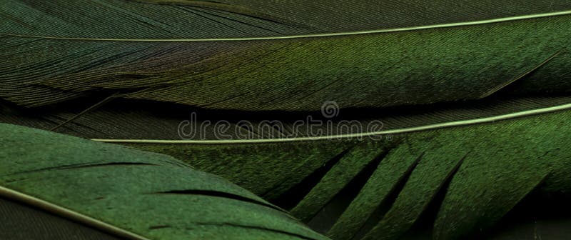 Bird Magpies Feather, Green Background Stock Photo - Image of green ...
