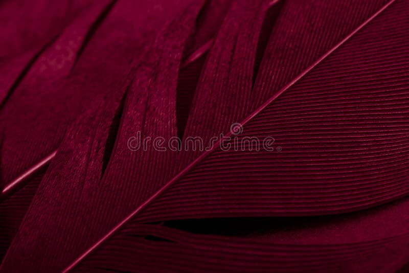Bird Magpies Feather, Red Background Stock Photo - Image of beauty ...