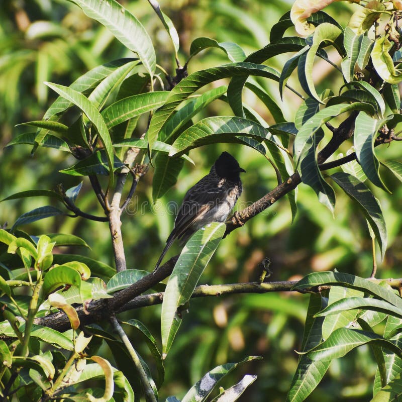 1,324 Mango Bird Stock Photos - Free & Royalty-Free Stock Photos from ...