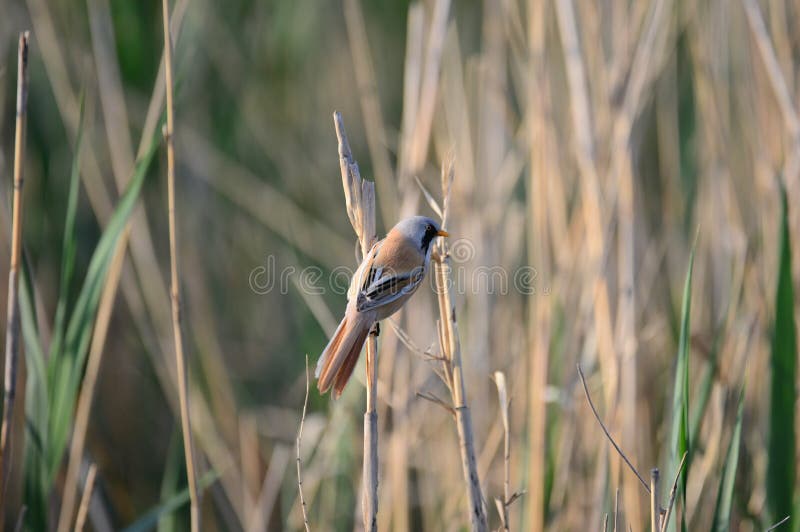 Bird Male Bearded Tit Sits on a Reed. Panurus Biarmicus Stock Image ...