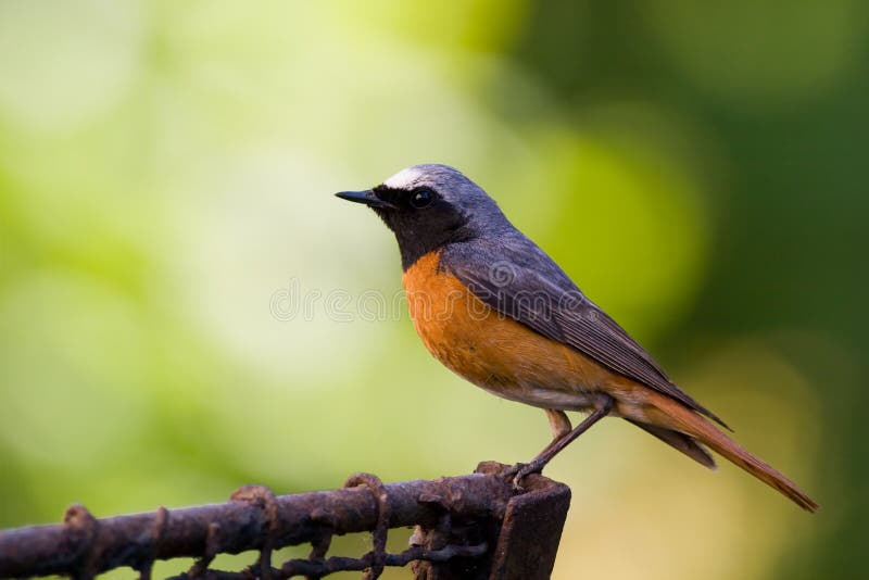 Bird - male redstart stock photo. Image of nature, bird - 7964708
