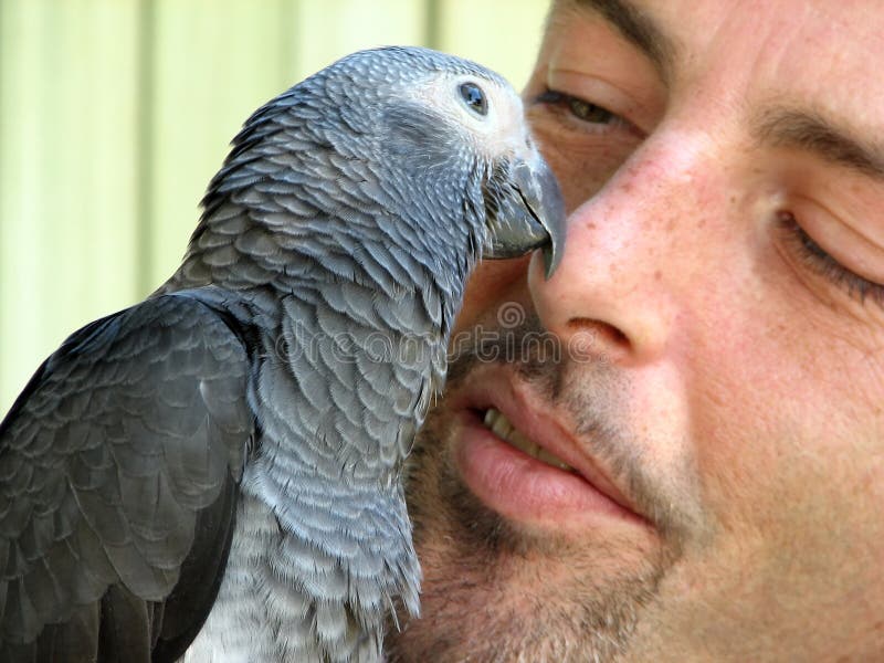 Bird and a Man stock photo. Image of feathers, colors, beak - 506192