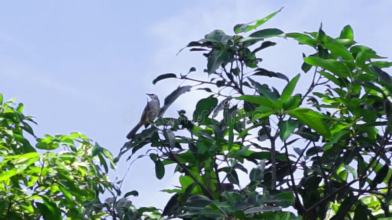 Bird at mango tree top stock video. Video of green, outdoor - 278588015