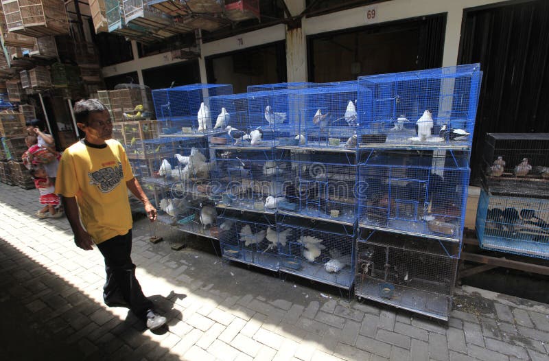 Bird market editorial photography. Image of central, solo - 38429957