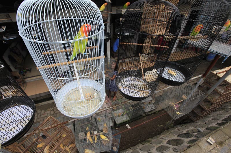 Bird market editorial stock photo. Image of solo, java - 38429978