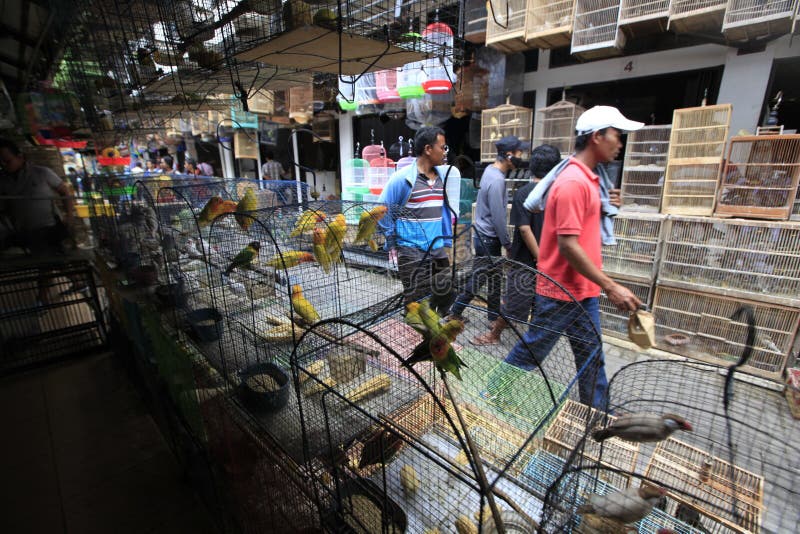 Bird market editorial stock image. Image of atmosphere - 38430119