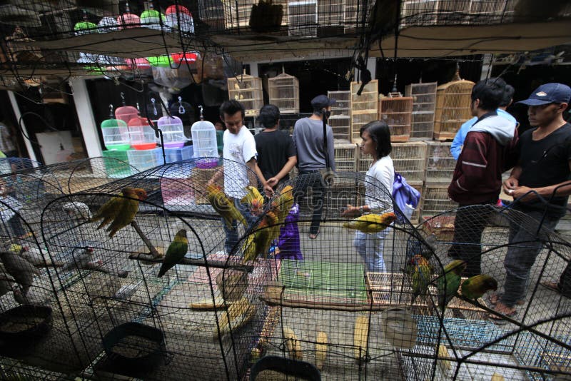 Bird market editorial stock image. Image of water, bird - 38430134