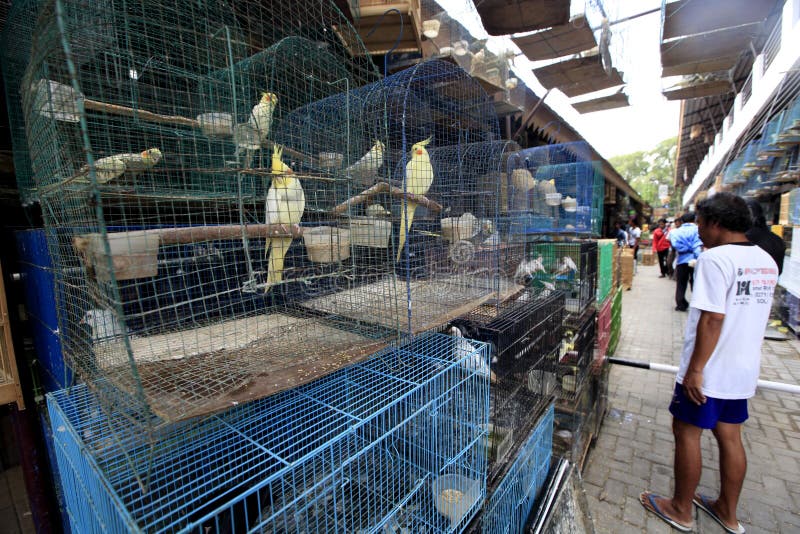 Bird market editorial stock image. Image of cage, bird - 32831529