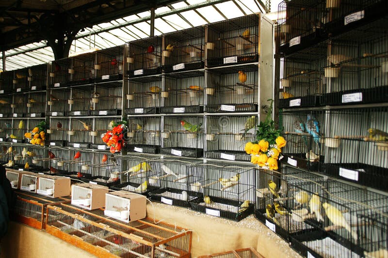 Bird Market On The Ile De La Cite In Paris, Birds In Cage Stock Image ...