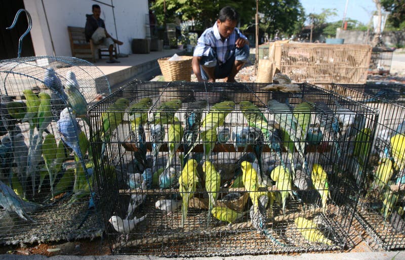 Bird market editorial photography. Image of bird, central - 32681847