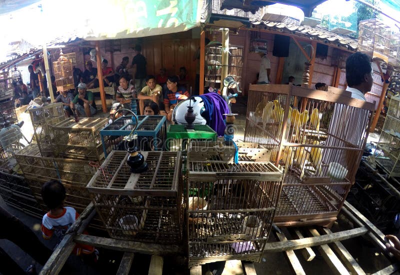 Bird market editorial photography. Image of central, solo - 38429957