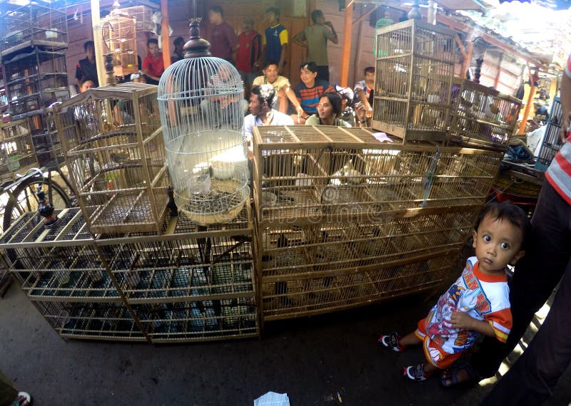 Bird market editorial stock image. Image of indonesia - 49077419