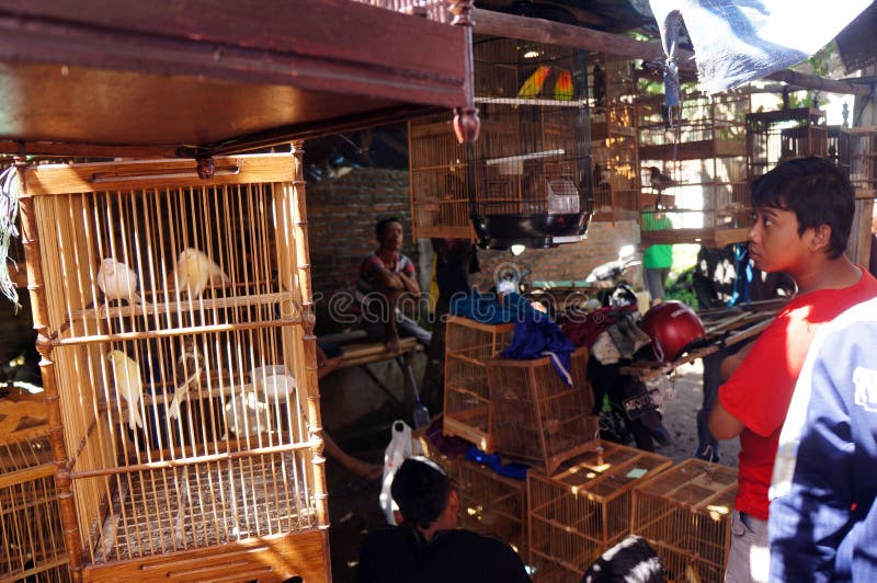 Pet Bird Market Side Street Alley Shanghai, China Editorial Stock Photo ...