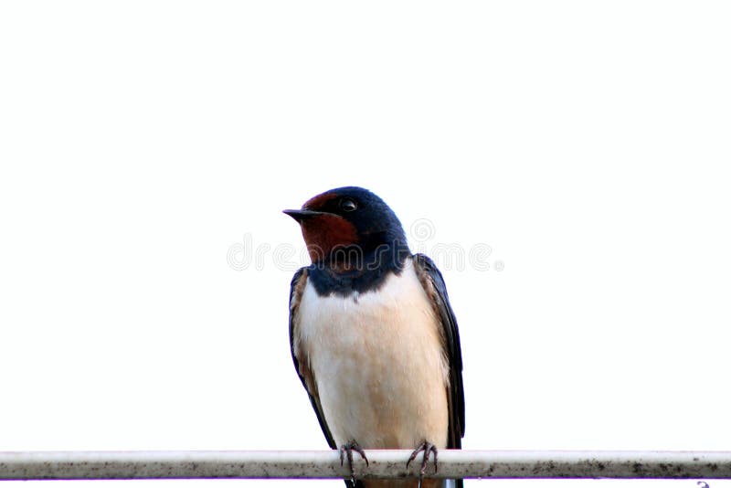 Martlet stock photo. Image of moun, pose, martlet, beautiful - 42575464