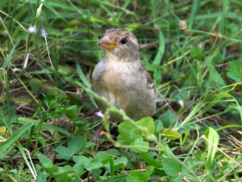 Bird on meadow stock photo. Image of sparrow, meadow - 78009666