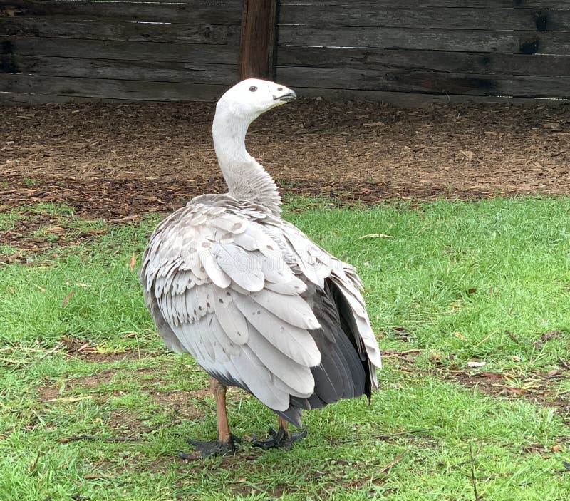 Wagga Memorial Stock Photos - Free & Royalty-Free Stock Photos from ...