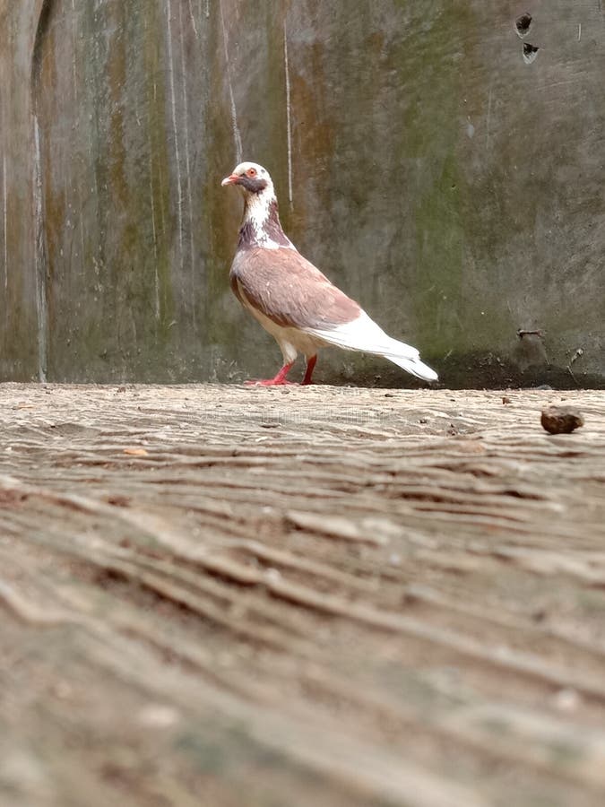 Bird Merpati White Cocolate Red Stock Photo - Image of cocolate ...