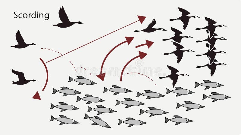 Bird Migration Diagram, Bird Migration, Animal Migration, Ecology Study ...
