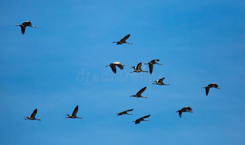 Flock of Cranes Flying in Sky Stock Photo - Image of common, group ...