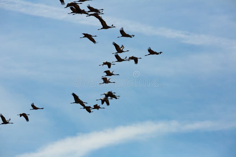 Flock of Cranes Flying in Sky Stock Photo - Image of flight, animal ...