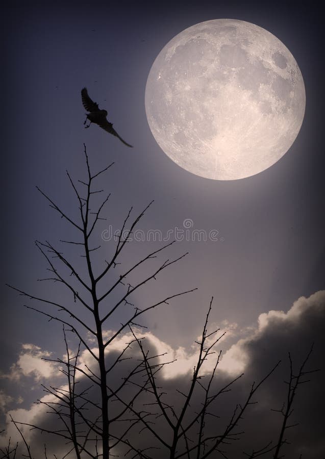 Bird and moon stock photo. Image of tree, silhouette - 47652542