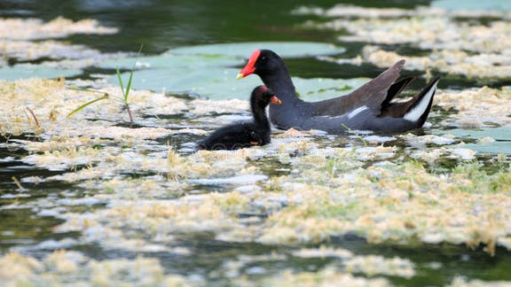 Bird, Moorhen and baby stock photo. Image of young, beautiful - 24762352