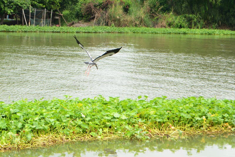 Bird and Morning Glory stock photo. Image of flora, beak - 42910176