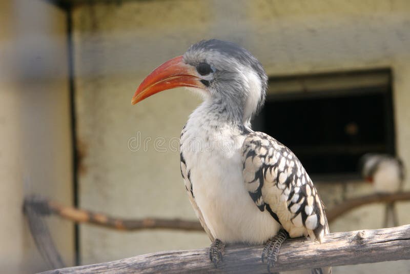 Bird stock image. Image of wild, park, portrait, macro - 41665207