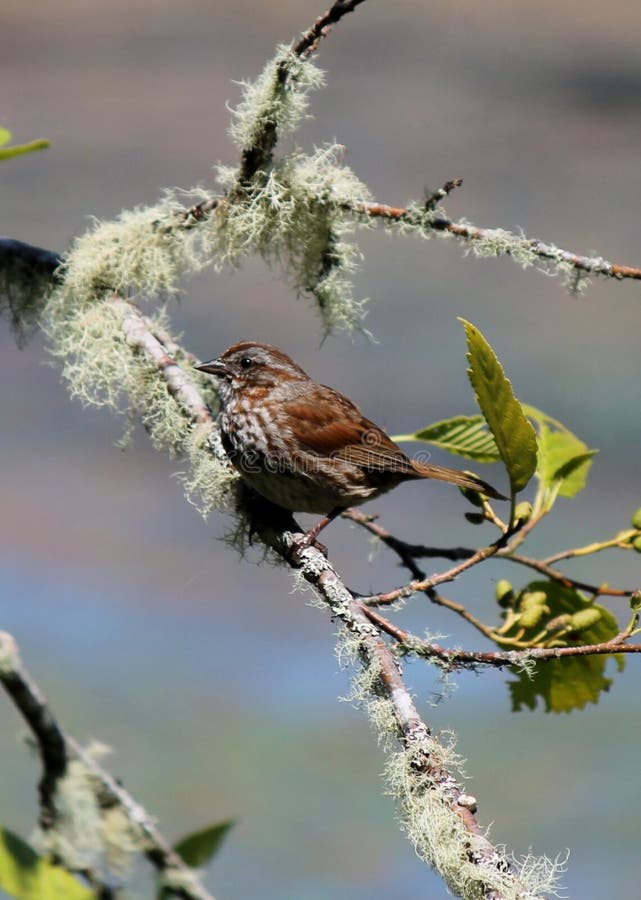 Bird on Mossy Branch stock photo. Image of bird, brown - 58675344