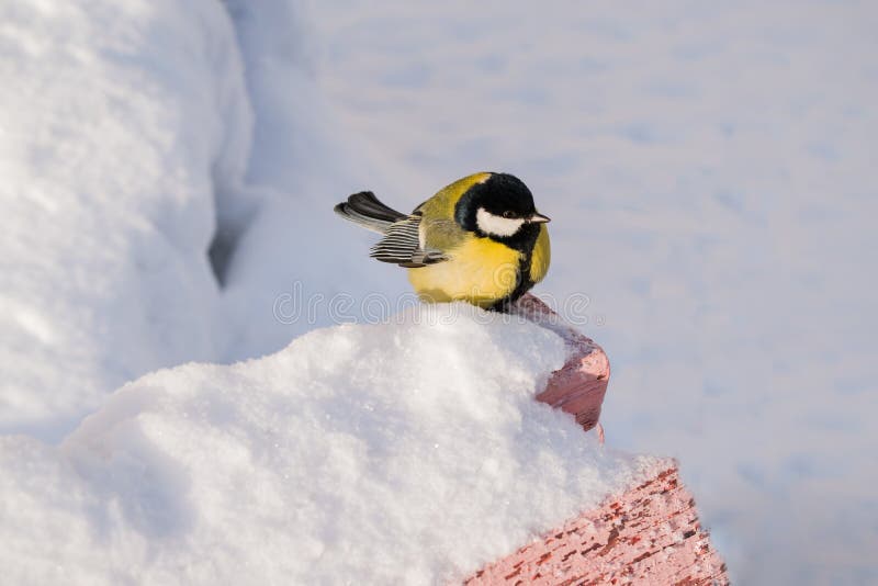The Bird Most Common in the Winter Stock Image - Image of landscape ...