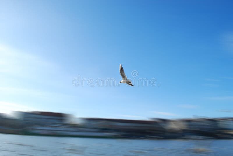 Bird in motion stock image. Image of gull, flight, peace - 14274369
